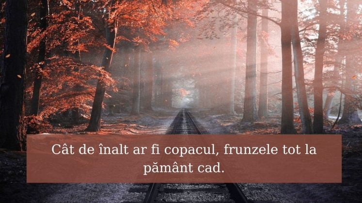 100+ citate despre toamnă, statusuri și proverbe tomnatice frumoase