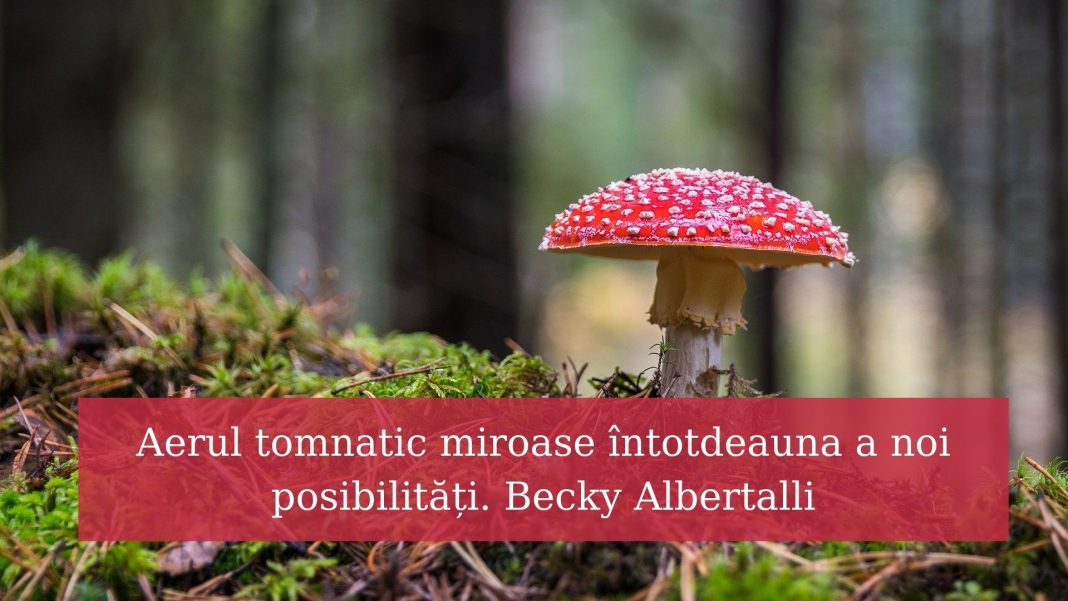 100+ citate despre toamnă, statusuri și proverbe tomnatice frumoase