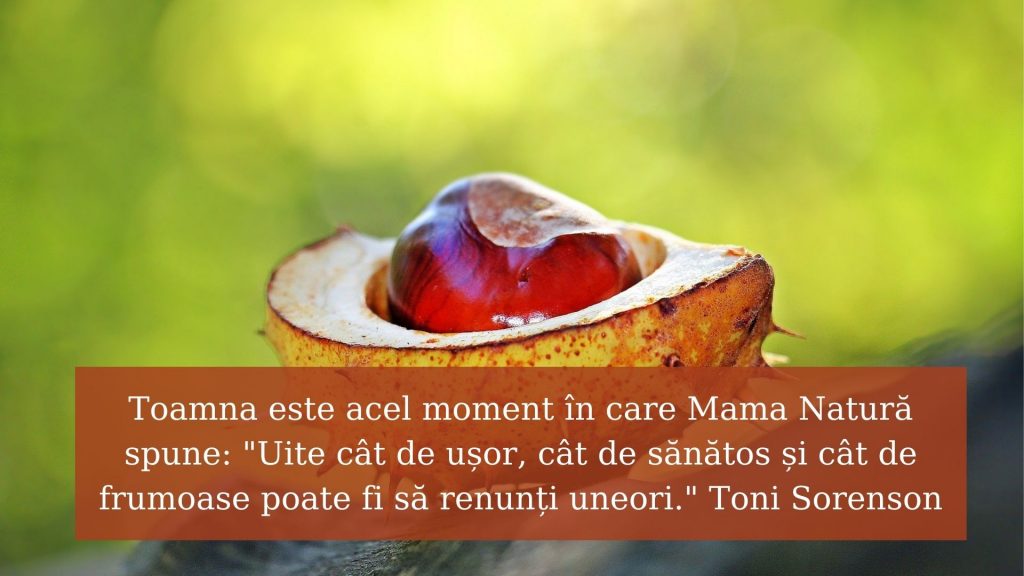 100+ citate despre toamnă, statusuri și proverbe tomnatice frumoase