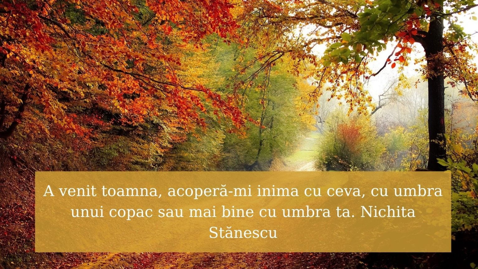 100+ citate despre toamnă, statusuri și proverbe tomnatice frumoase