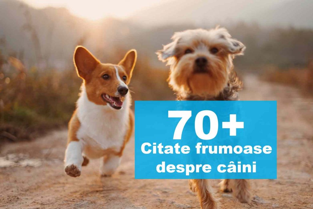 Citate despre câini - Cele mai frumoase citate și statusuri despre căței :)