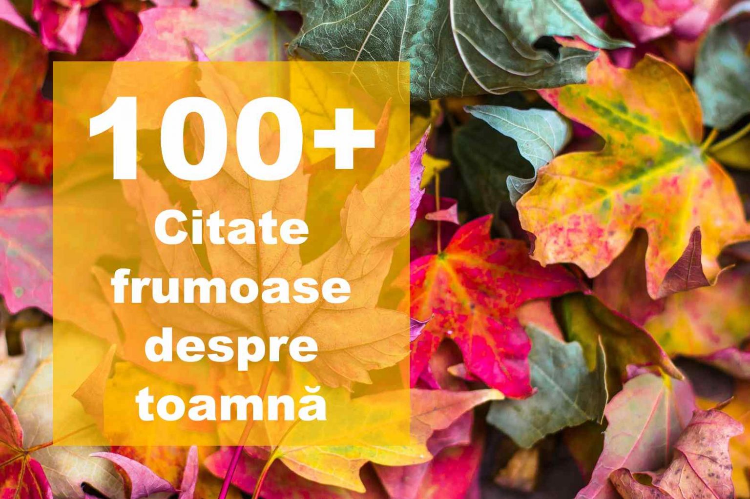 100+ citate despre toamnă, statusuri și proverbe tomnatice frumoase